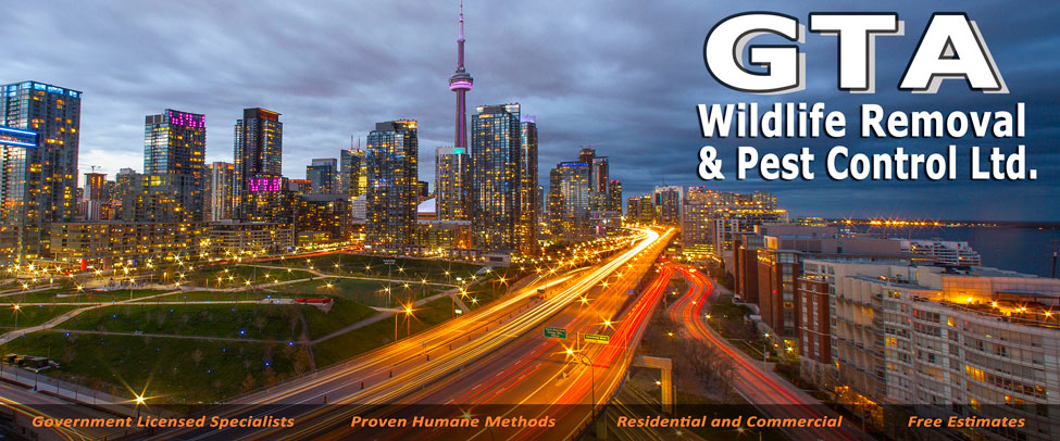 GTA Wildlife Removal & Pest Control Ltd. - Welcome